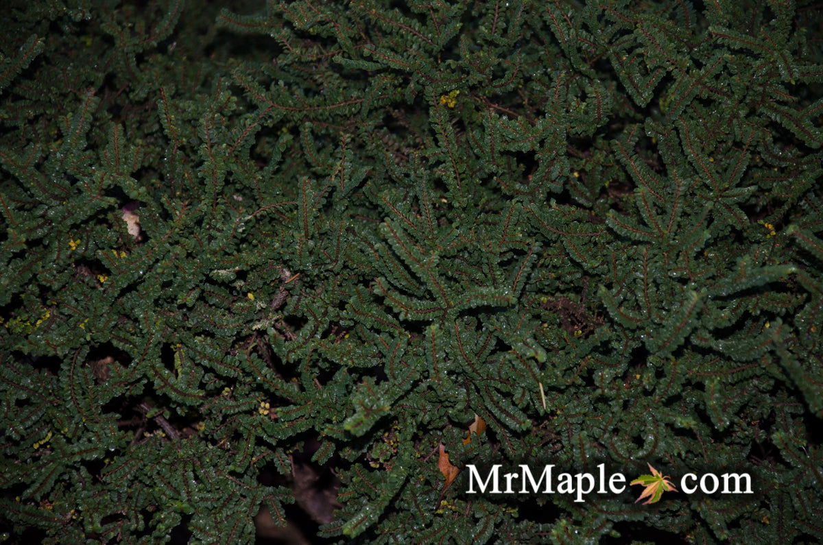 Buy Ulmus parvifolia 'Hokkaido' Dwarf Small Leaf Chinese Elm — Mr Maple ...