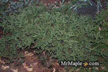 Buy Ulmus parvifolia 'Hokkaido' Dwarf Small Leaf Chinese Elm — Mr Maple ...