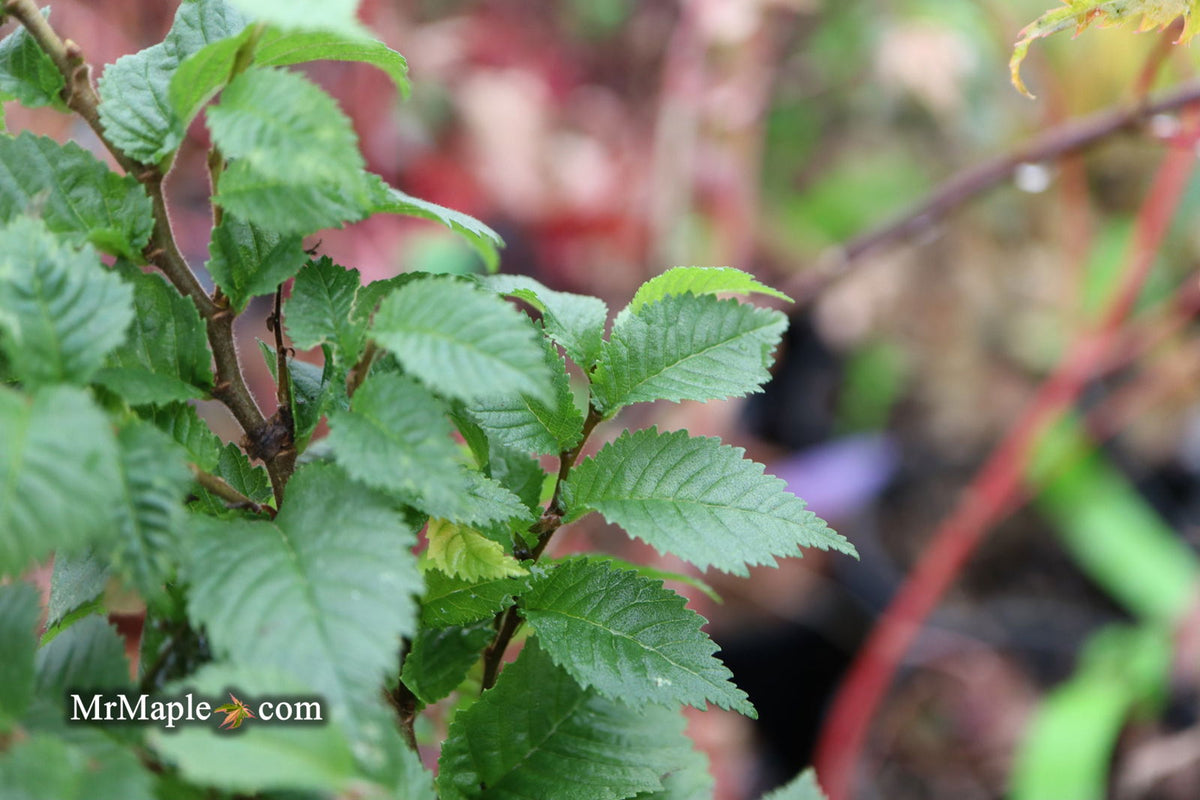 Buy Ulmus parvifolia 'Jaqueline Hillier' Dwarf Small Leaf Chinese Elm ...