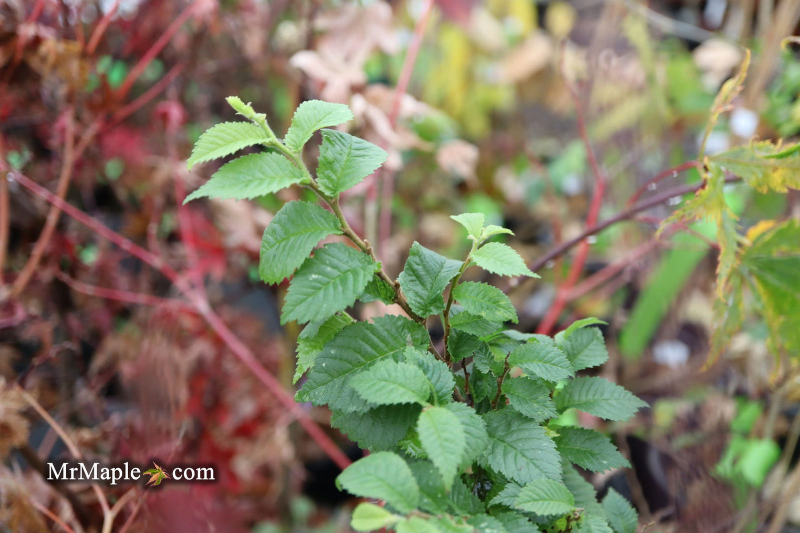 Buy Ulmus parvifolia 'Jaqueline Hillier' Dwarf Small Leaf Chinese Elm ...
