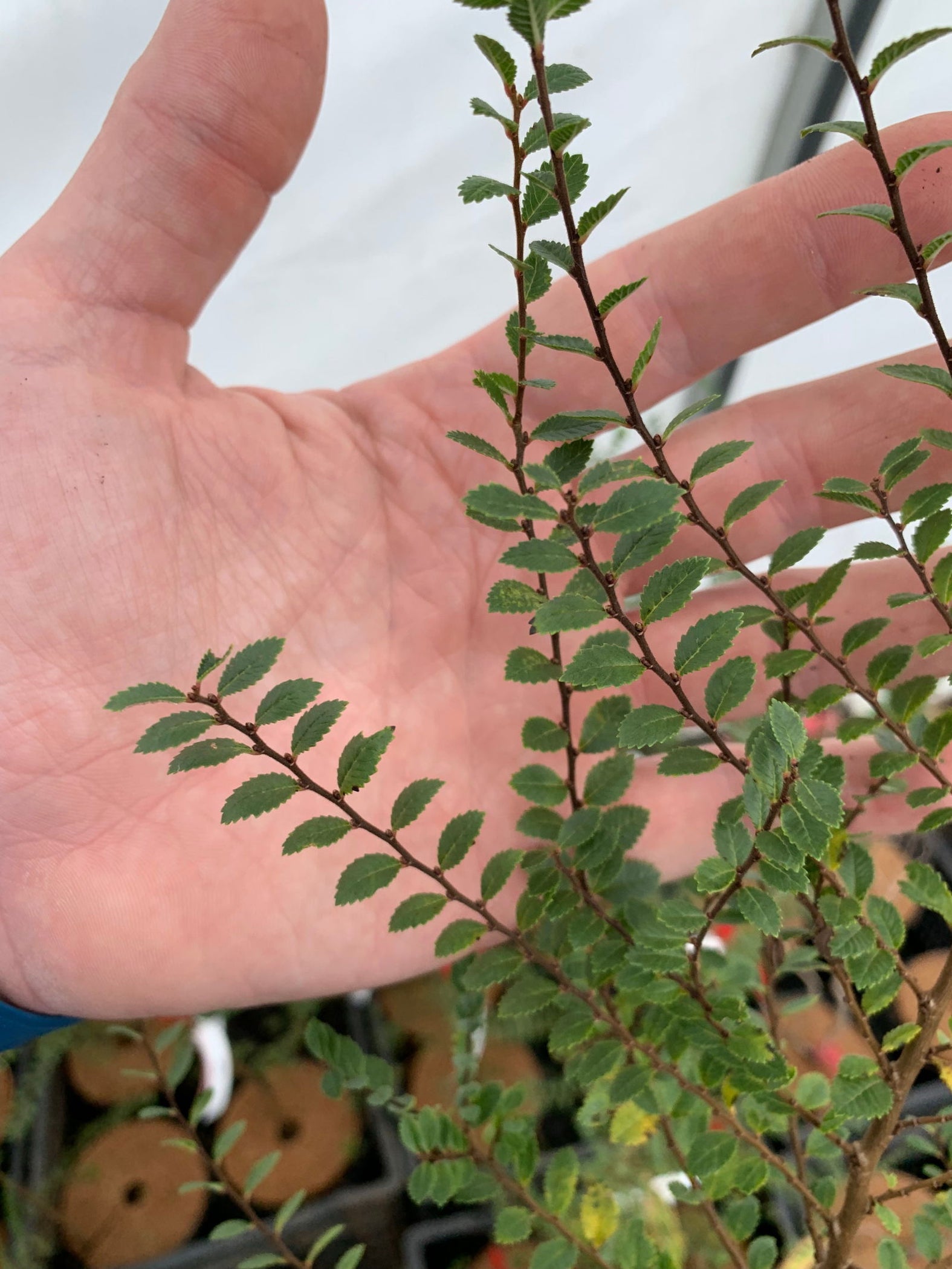 Buy Ulmus parvifolia 'Seiju' Small Leaf Chinese Elm — Mr Maple │ Buy ...