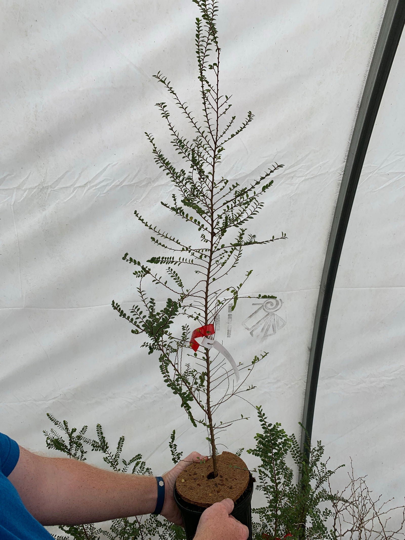Buy Ulmus parvifolia 'Seiju' Small Leaf Chinese Elm — Mr Maple │ Buy ...