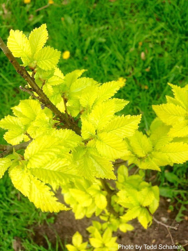 Ulmus x hollandica 'Wredei' Golden Elm — Mr Maple │ Buy Japanese Maple ...