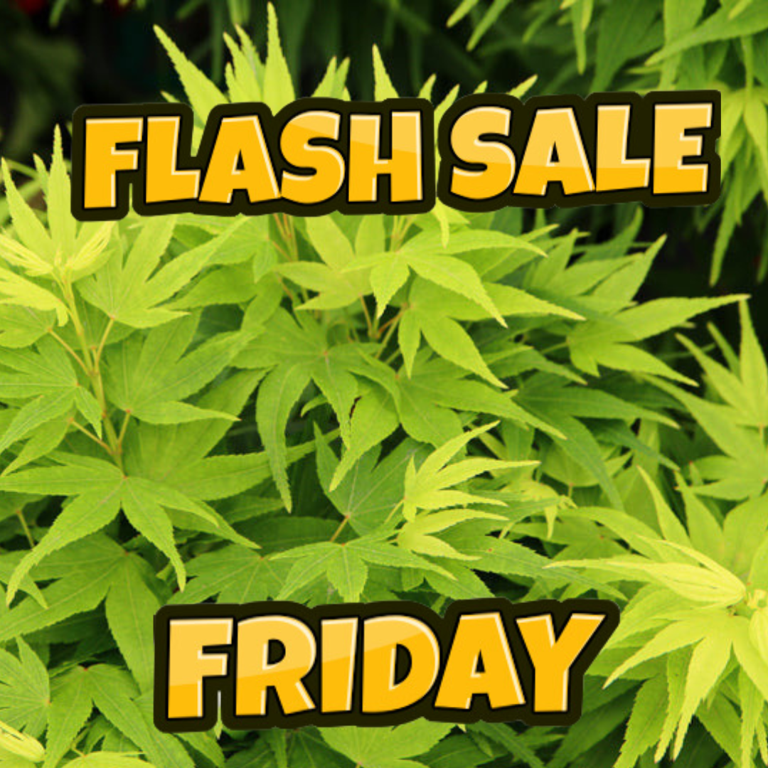 Buy Japanese Maples - MrMaple — Mr Maple │ Buy Japanese Maple Trees