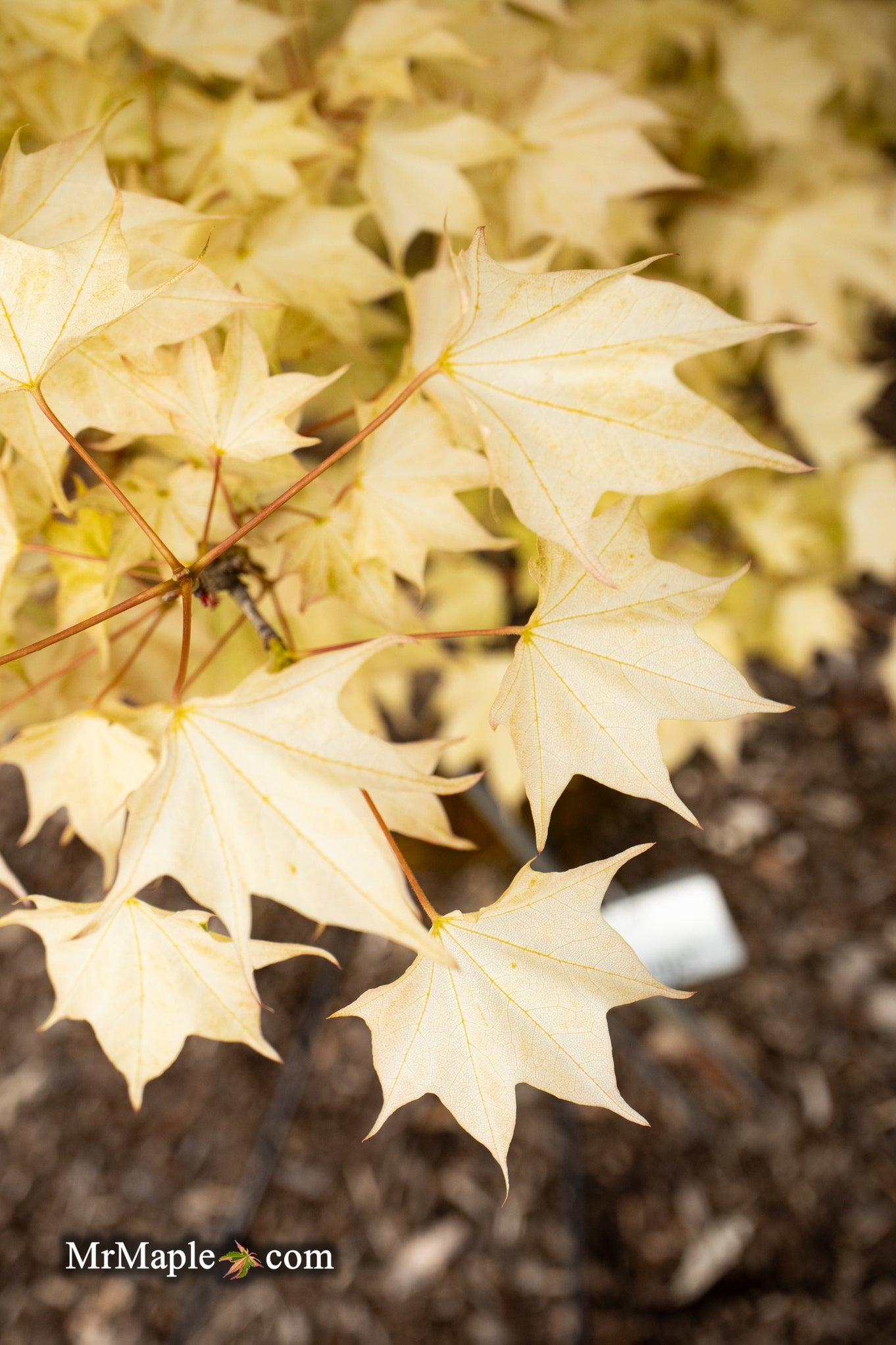 Buy Acer pictum 'Usugumo' Batwing Maple — Mr Maple │ Buy Japanese Maple ...