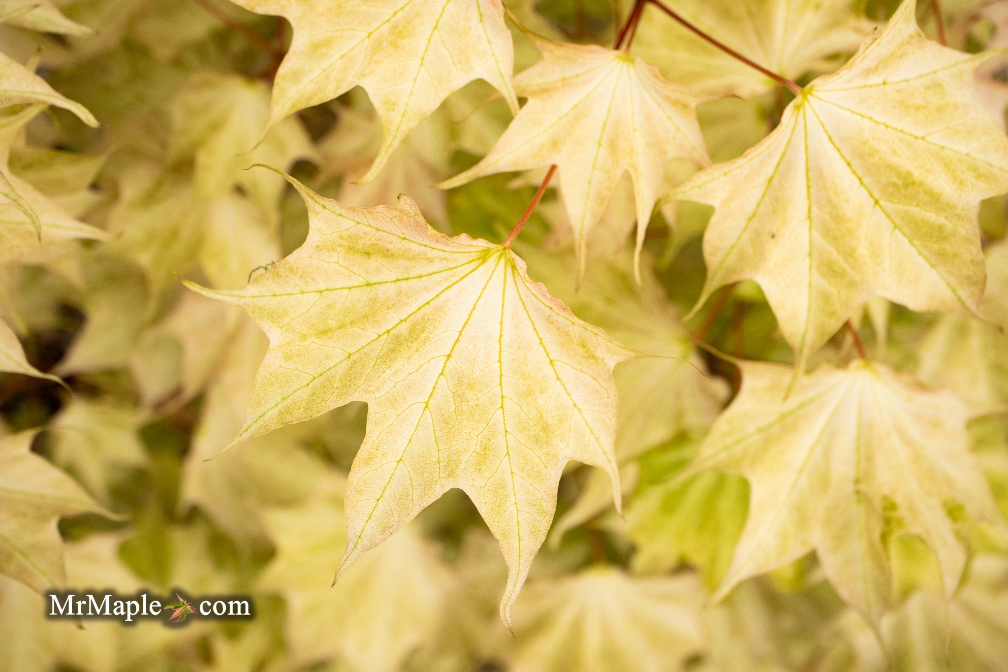 Buy Acer pictum 'Usugumo' Batwing Maple — Mr Maple │ Buy Japanese Maple ...