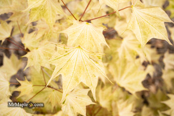 Buy Acer pictum 'Usugumo' Batwing Maple — Mr Maple │ Buy Japanese Maple ...