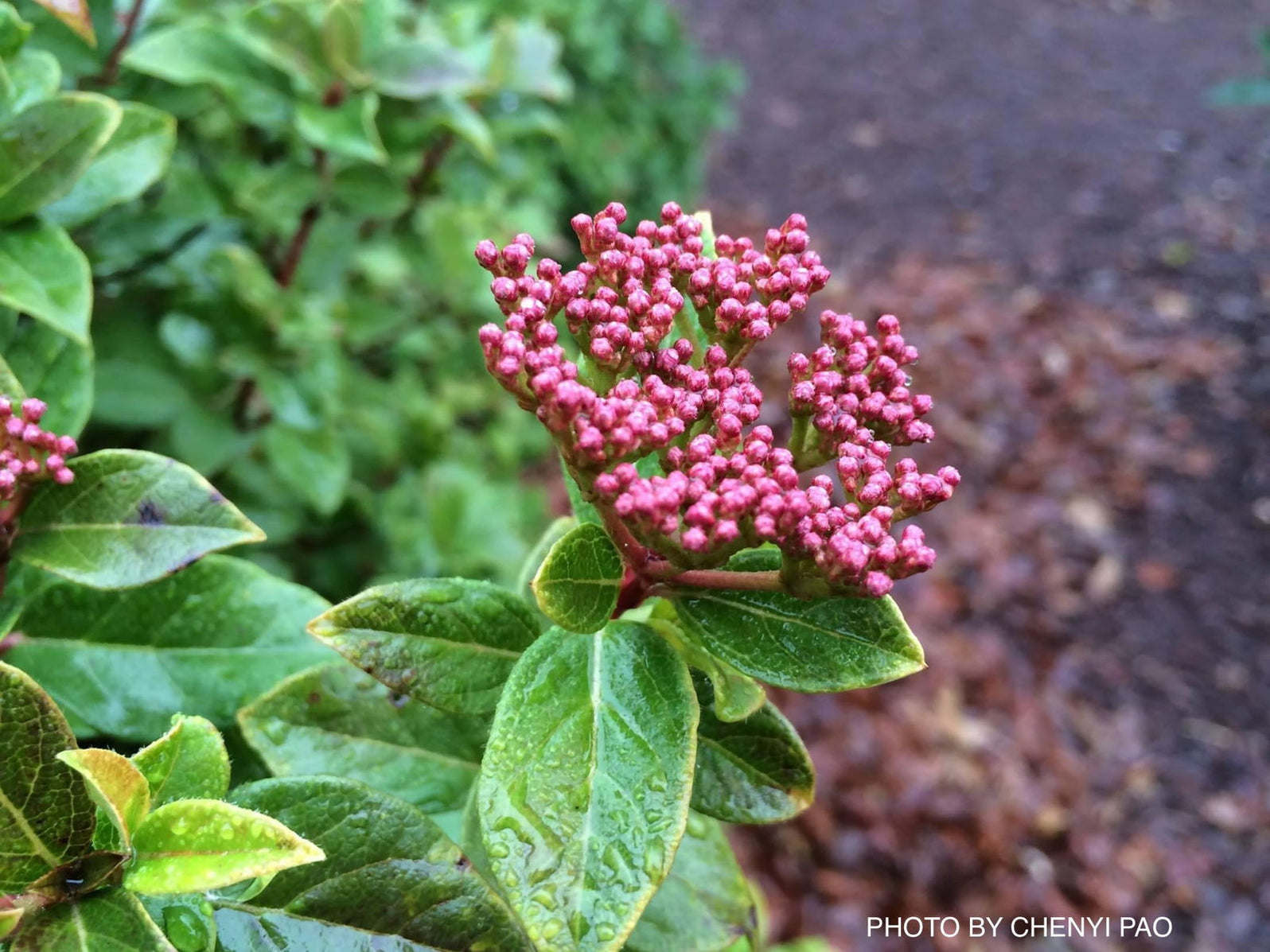 Buy Viburnum tinus 'Spring Bouquet' Compact Viburnum — Mr Maple │ Buy ...