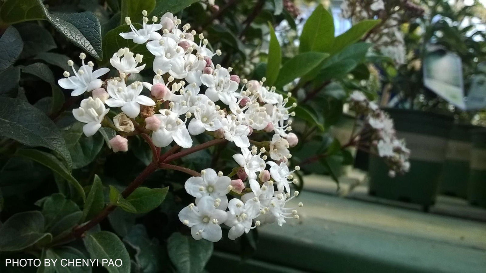Buy Viburnum tinus 'Spring Bouquet' Compact Viburnum — Mr Maple │ Buy ...