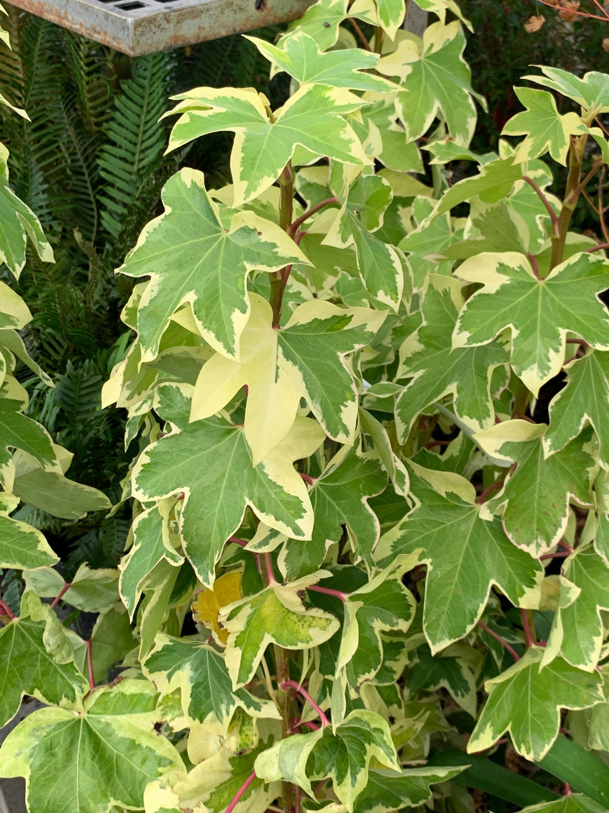 Buy X Fatshedera lizei 'Angyo Star' Hybrid Aralia Tree Ivy — Mr Maple ...