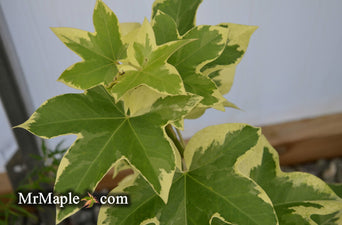 Buy X Fatshedera lizei 'Angyo Star' Hybrid Aralia Tree Ivy — Mr Maple ...