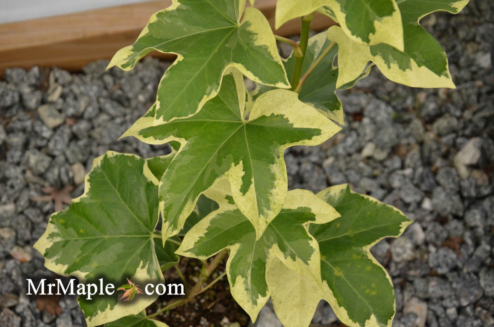 Buy X Fatshedera lizei 'Angyo Star' Hybrid Aralia Tree Ivy — Mr Maple ...