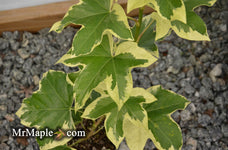 Buy X Fatshedera lizei 'Angyo Star' Hybrid Aralia Tree Ivy — Mr Maple ...