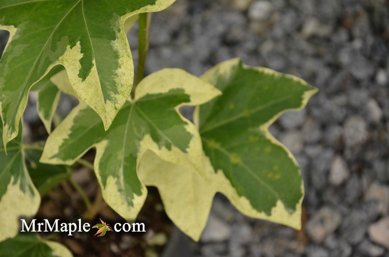 Buy X Fatshedera lizei 'Angyo Star' Hybrid Aralia Tree Ivy — Mr Maple ...