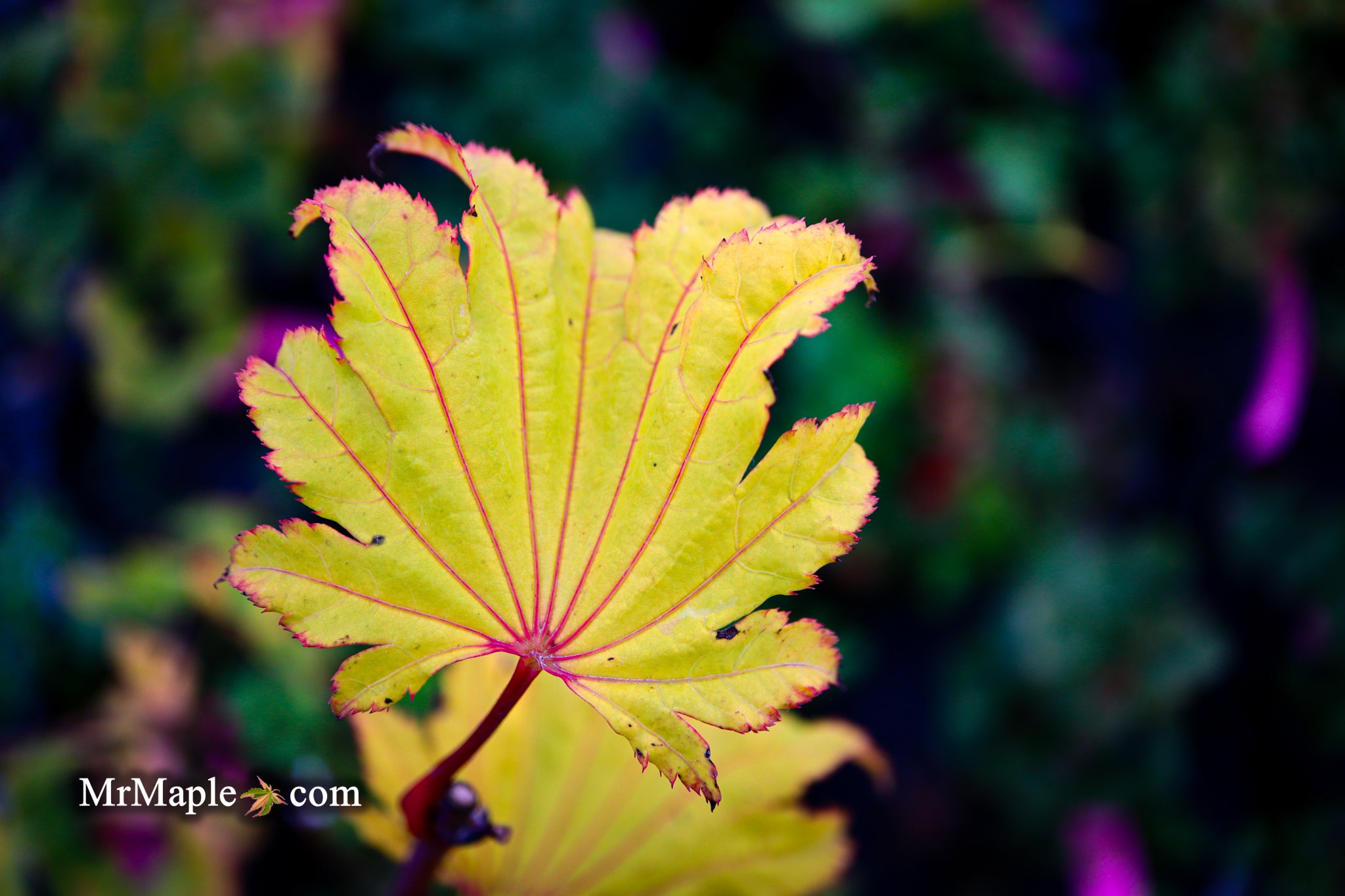 Buy Acer shirasawanum 'Yellow Canary' Golden Full Moon Japanese Maple ...