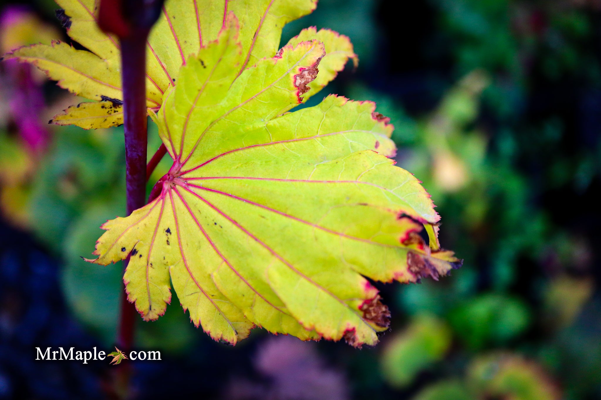 Buy Acer shirasawanum 'Yellow Canary' Golden Full Moon Japanese Maple ...
