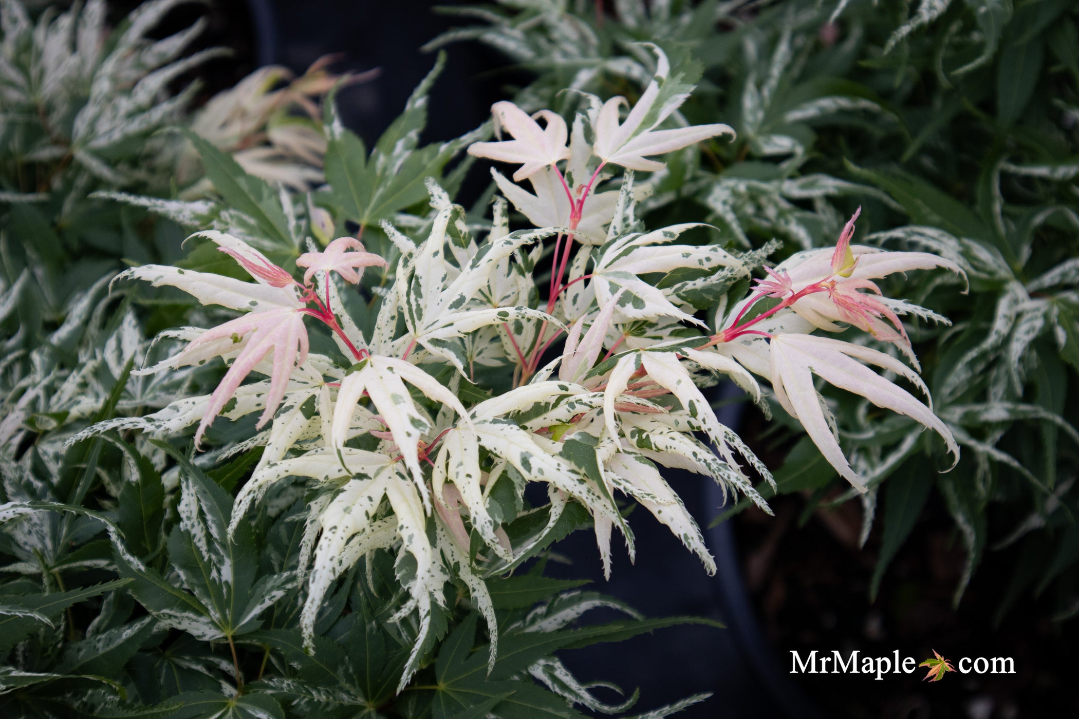 Buy Acer palmatum 'Snow Kitten' Variegated Mikawa Japanese Maple — Mr ...
