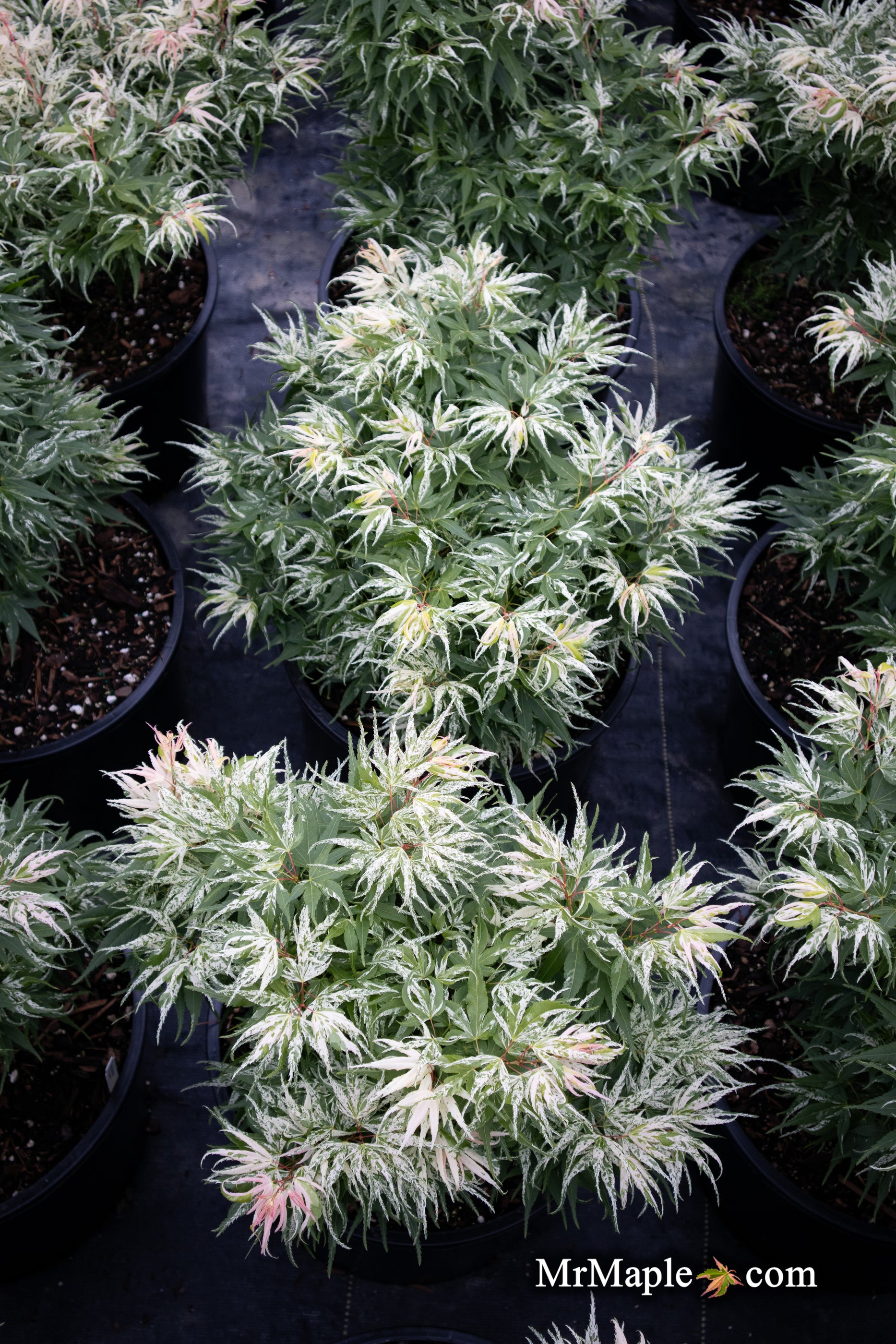 Buy Acer palmatum 'Snow Kitten' Variegated Mikawa Japanese Maple — Mr ...