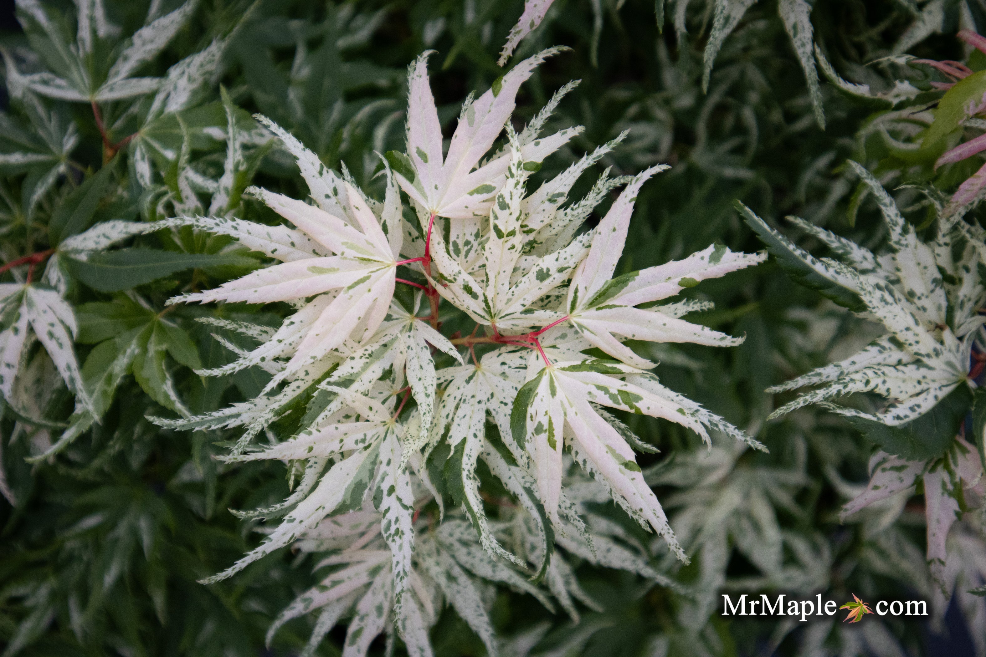 Buy Acer palmatum 'Snow Kitten' Variegated Mikawa Japanese Maple — Mr ...
