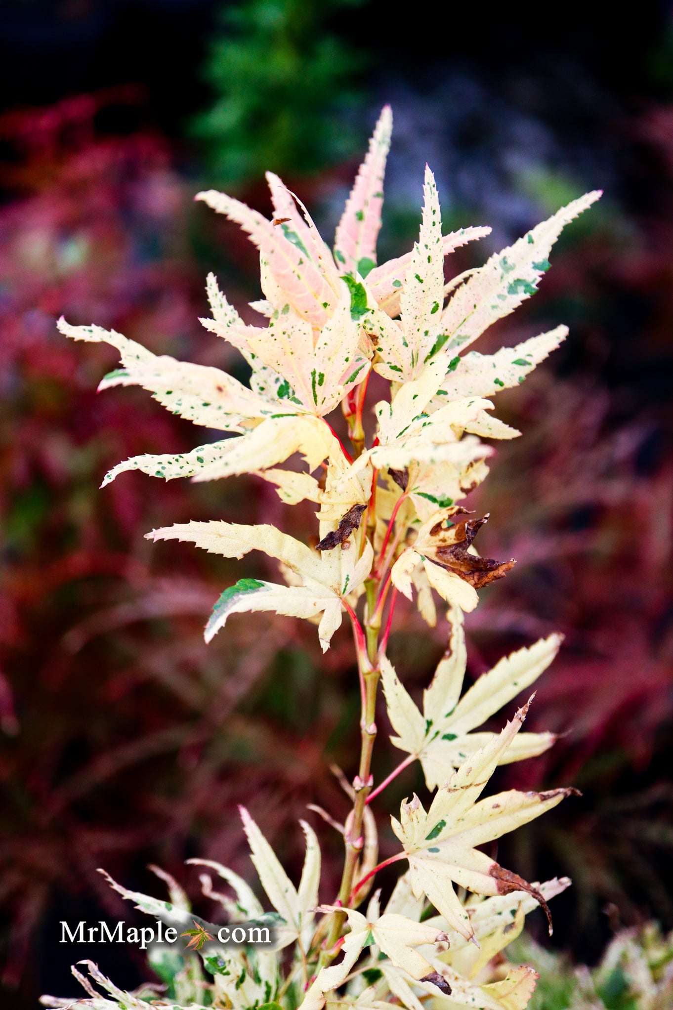 Buy Acer palmatum 'Snow Kitten' Variegated Mikawa Japanese Maple — Mr ...