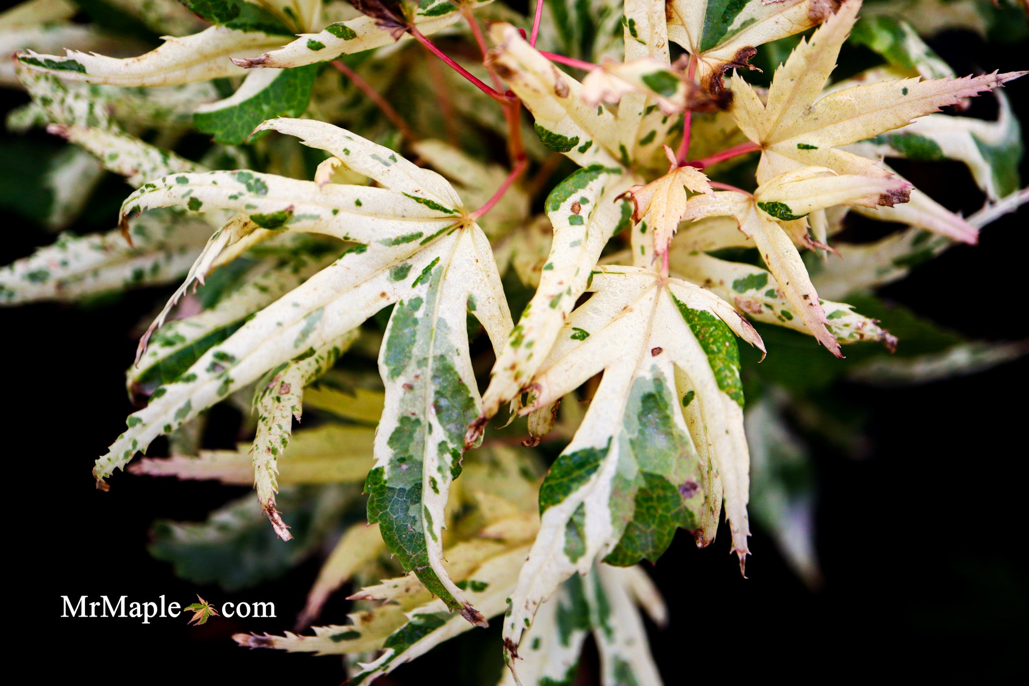 Buy Acer palmatum 'Snow Kitten' Variegated Mikawa Japanese Maple — Mr ...