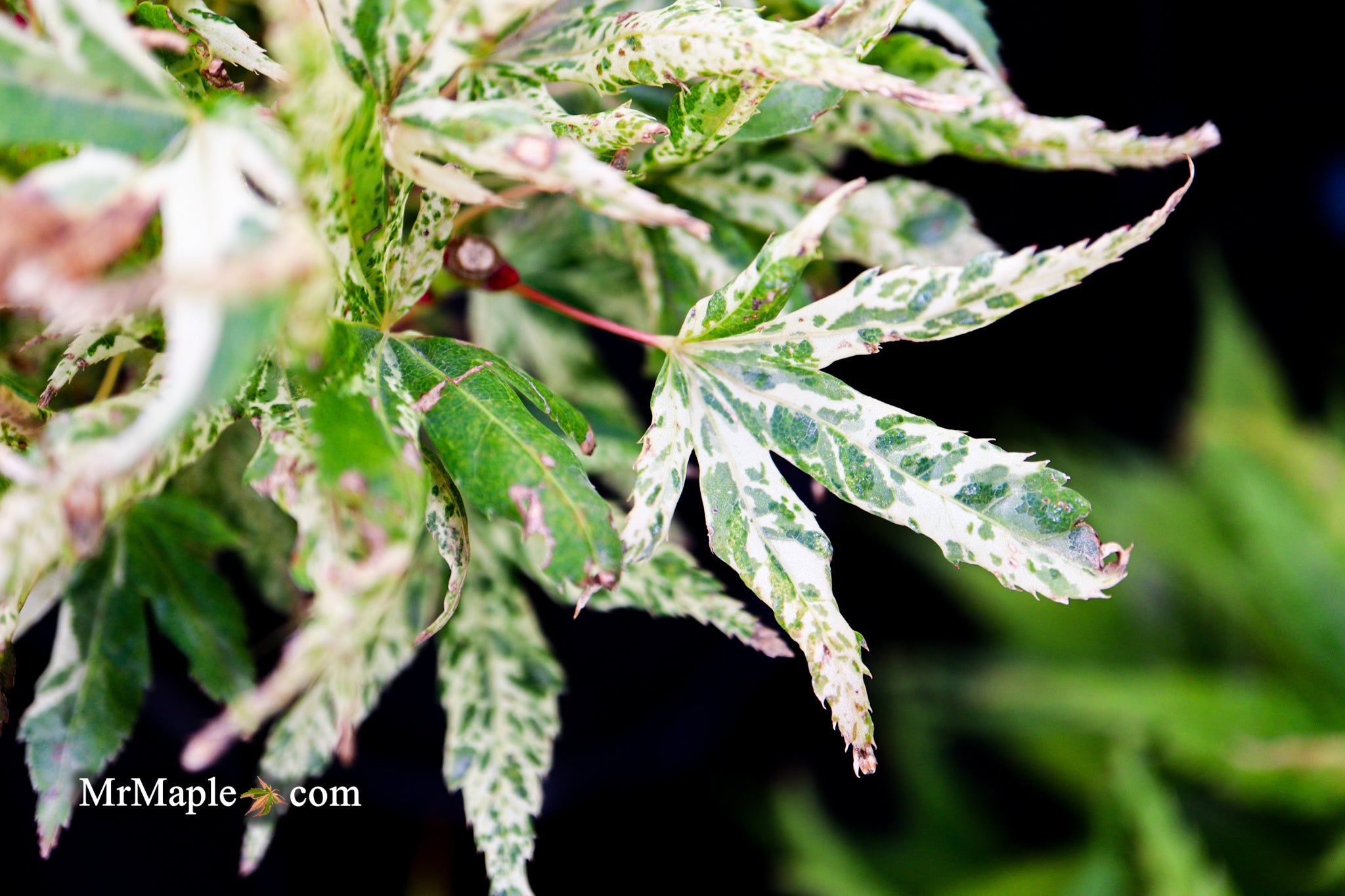 Buy Acer palmatum 'Snow Kitten' Variegated Mikawa Japanese Maple — Mr ...