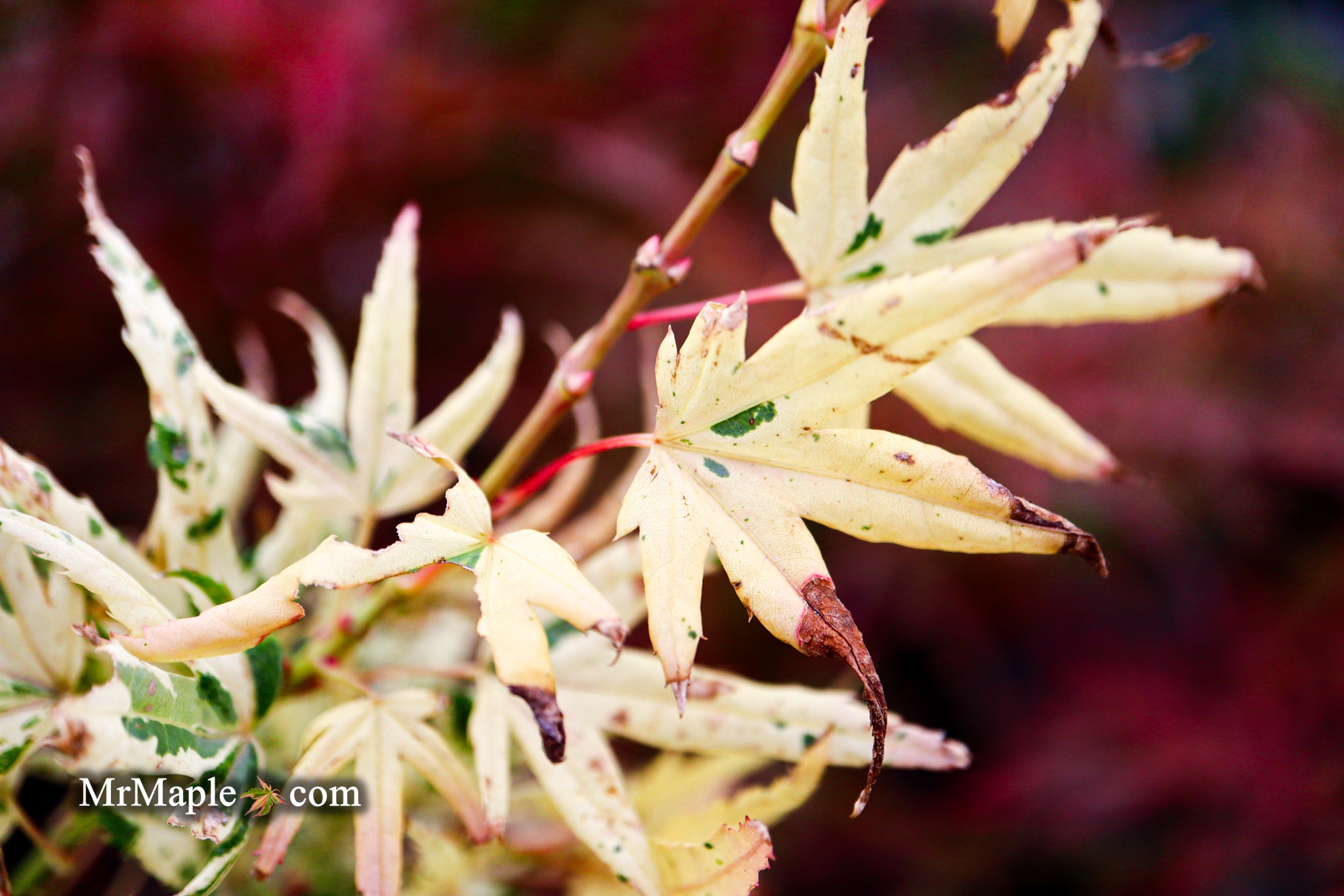 Buy Acer palmatum 'Snow Kitten' Variegated Mikawa Japanese Maple — Mr ...