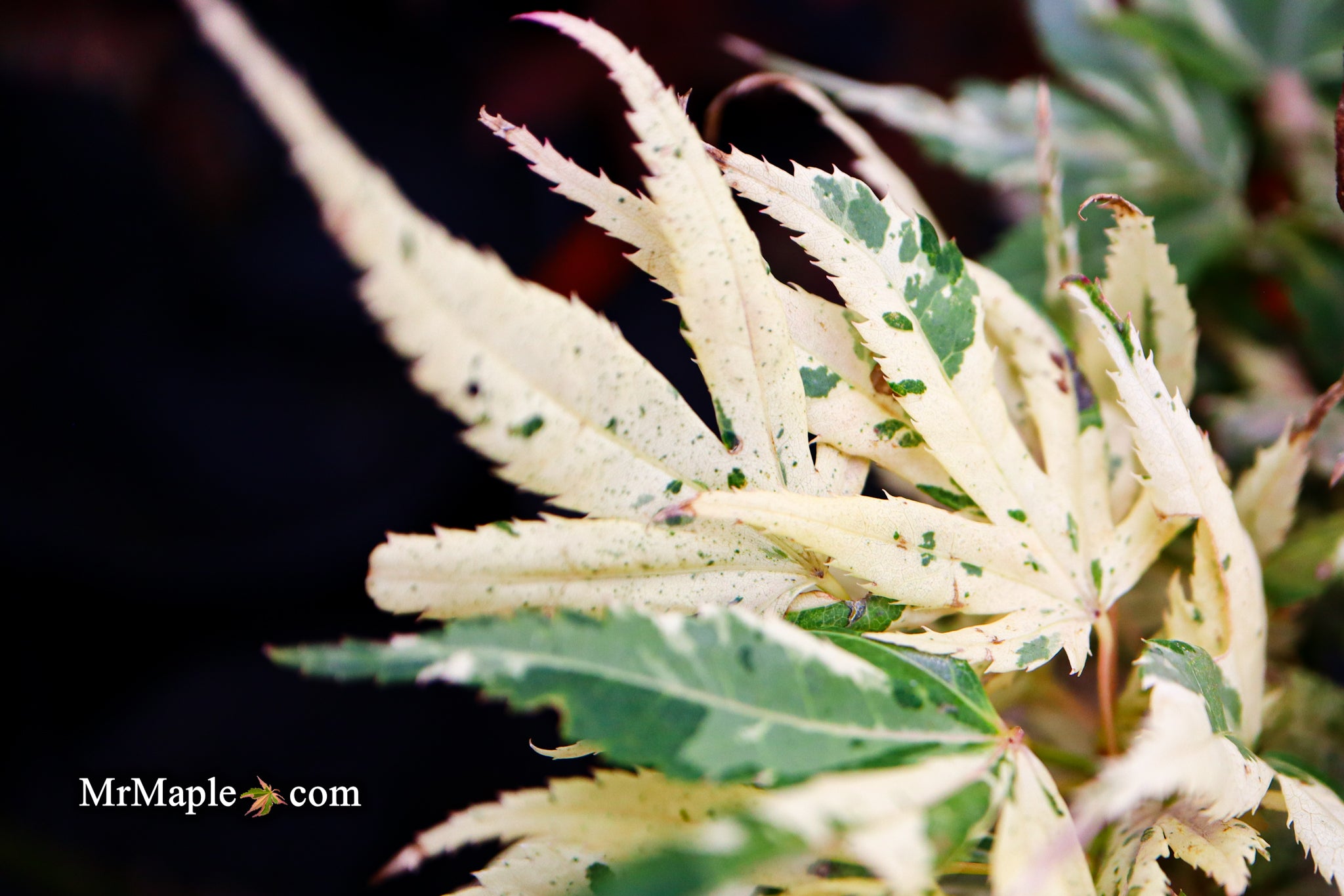 Buy Acer palmatum 'Snow Kitten' Variegated Mikawa Japanese Maple — Mr ...