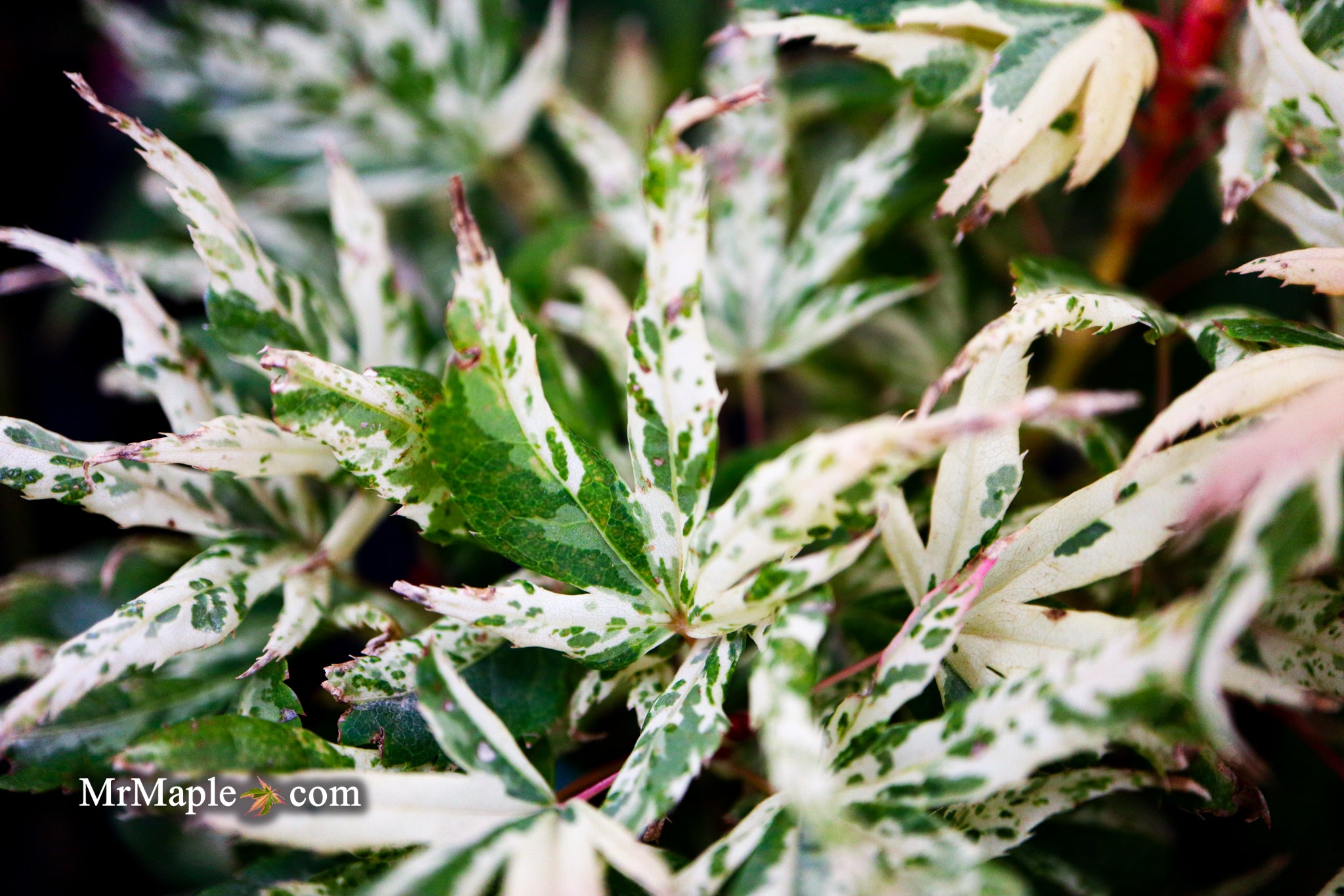 Buy Acer palmatum 'Snow Kitten' Variegated Mikawa Japanese Maple — Mr ...