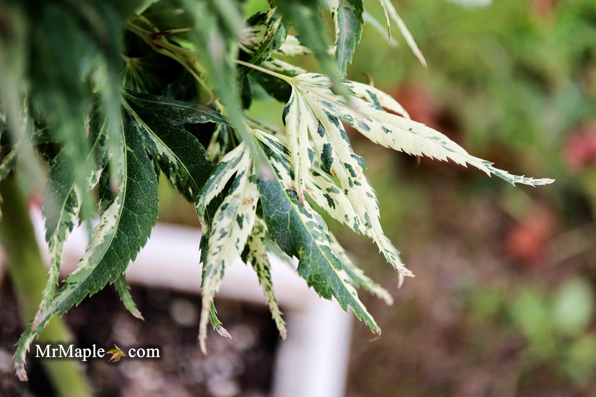 Buy Acer palmatum 'Snow Kitten' Variegated Mikawa Japanese Maple — Mr ...