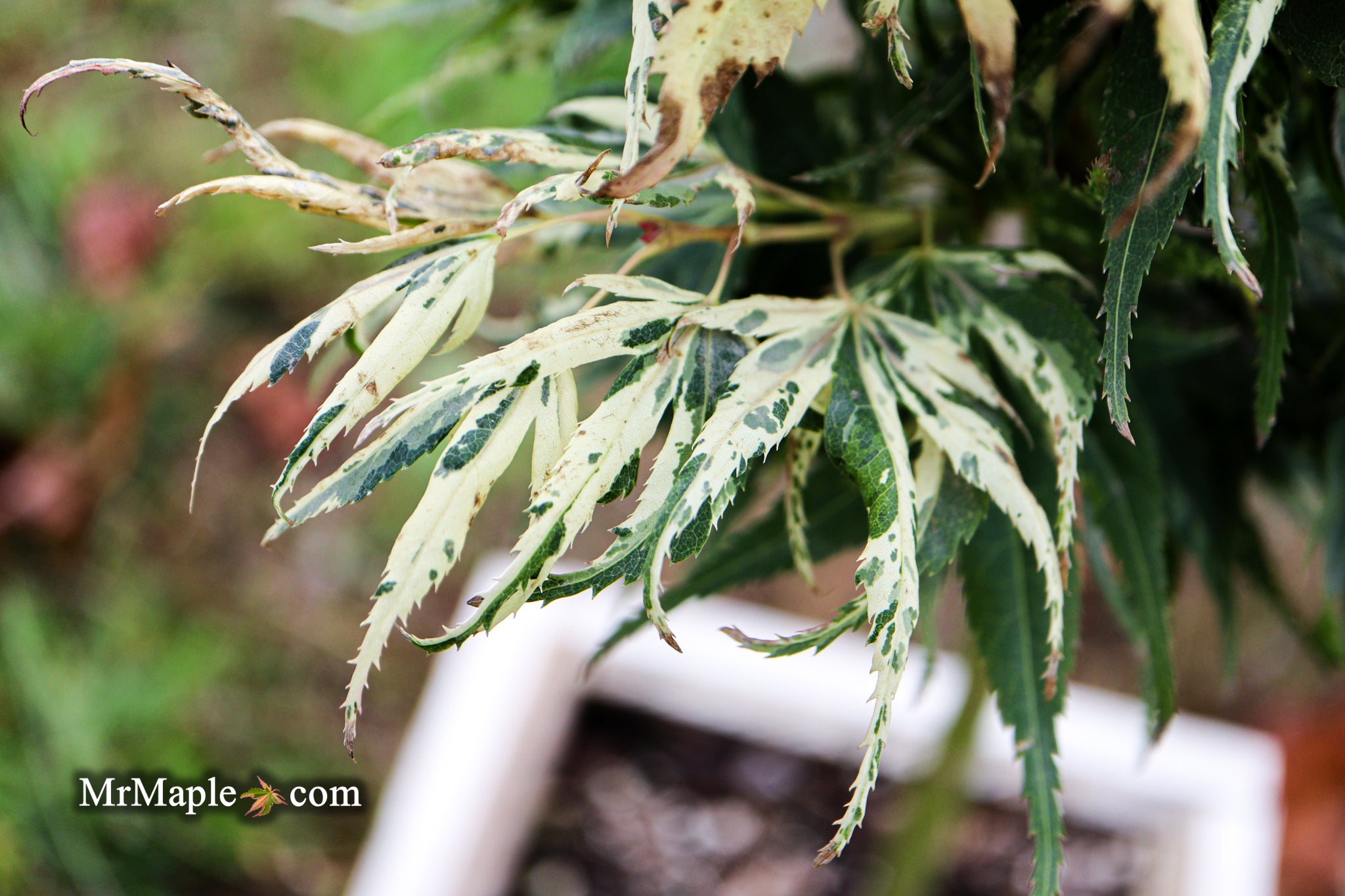 Buy Acer palmatum 'Snow Kitten' Variegated Mikawa Japanese Maple — Mr ...
