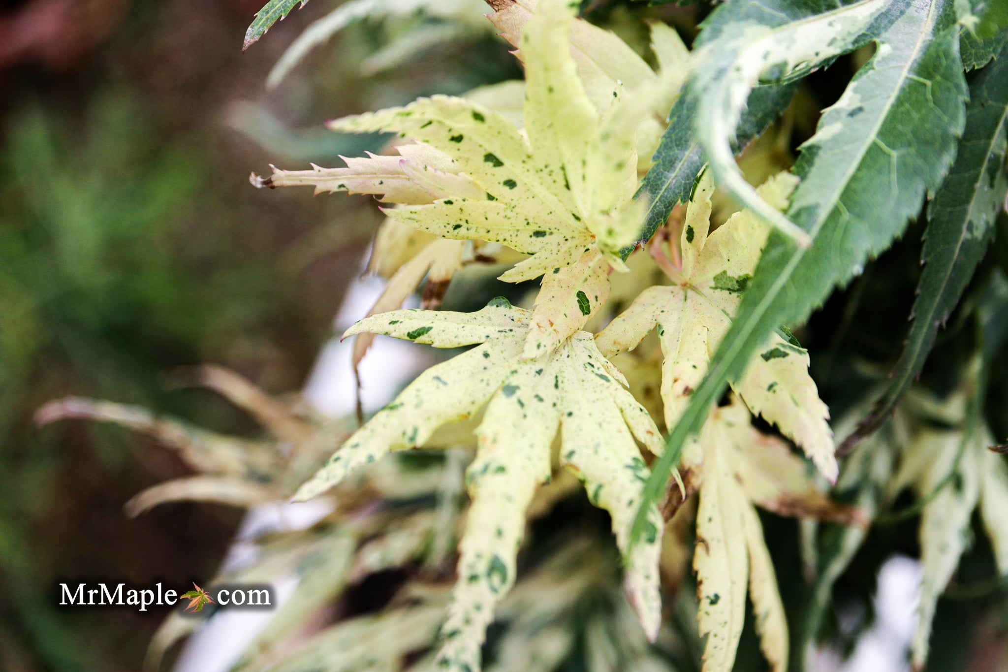Buy Acer palmatum 'Snow Kitten' Variegated Mikawa Japanese Maple — Mr ...