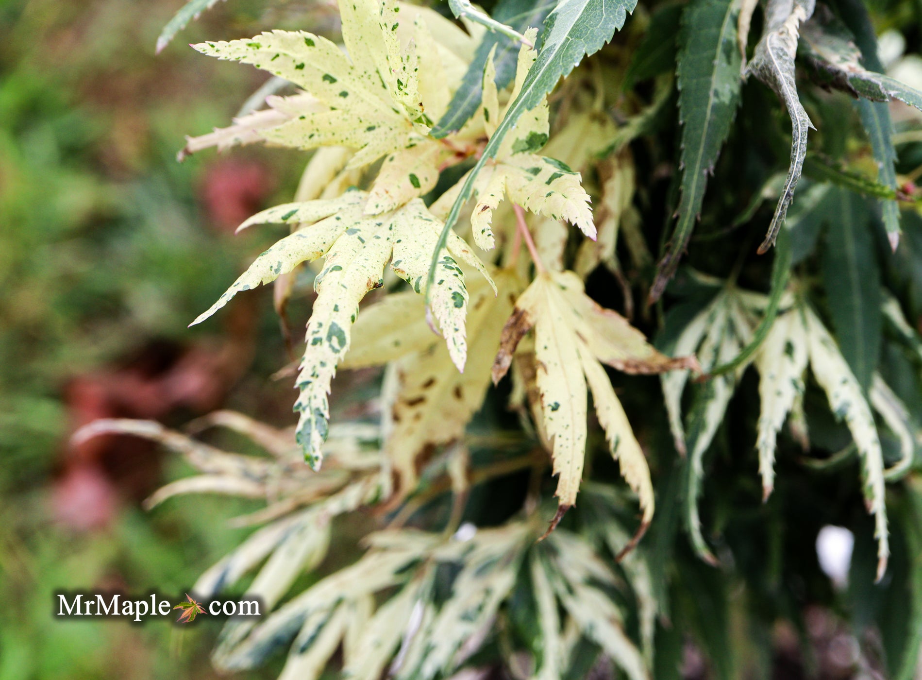 Buy Acer palmatum 'Snow Kitten' Variegated Mikawa Japanese Maple — Mr ...