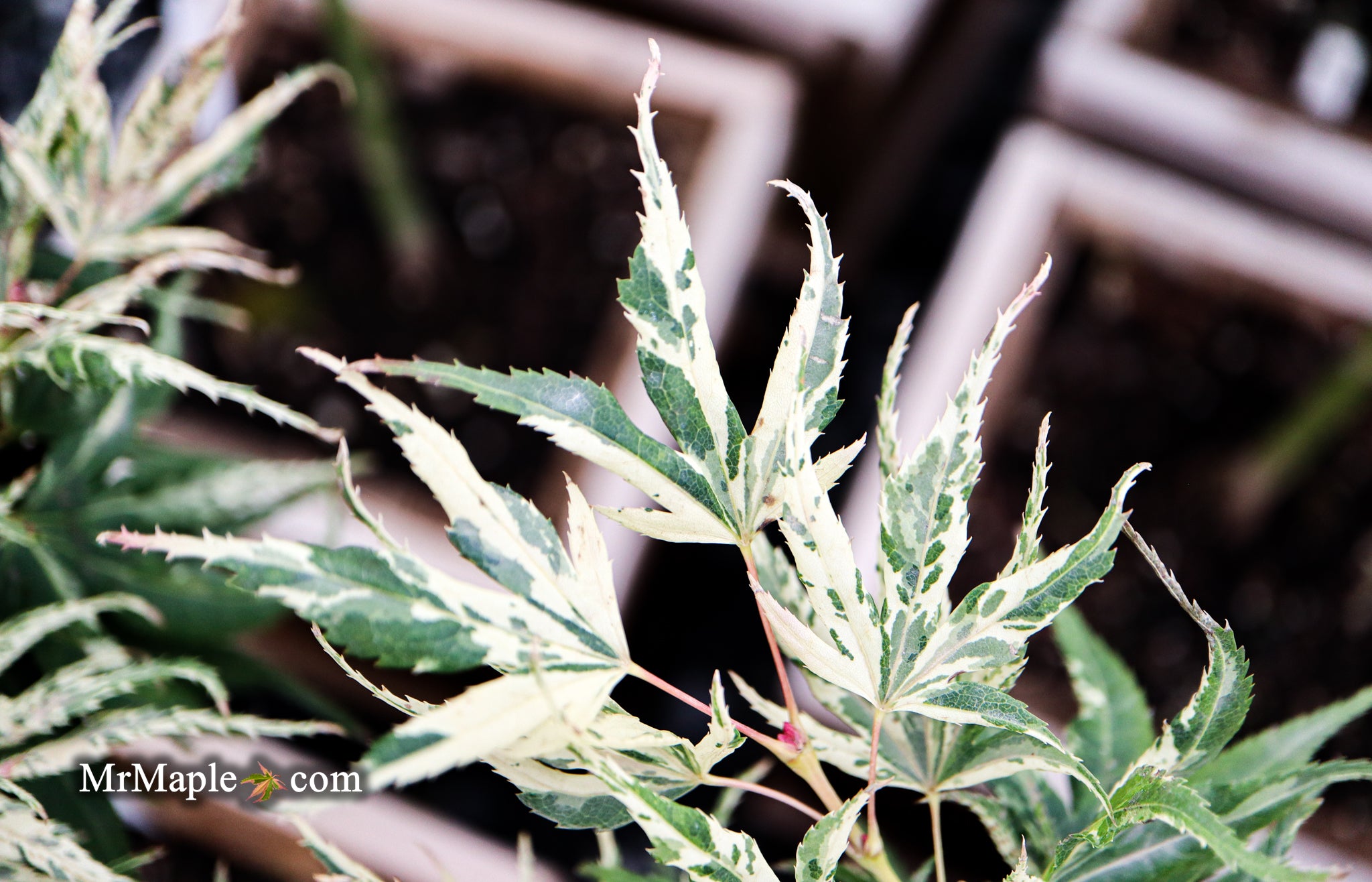 Buy Acer palmatum 'Snow Kitten' Variegated Mikawa Japanese Maple — Mr ...