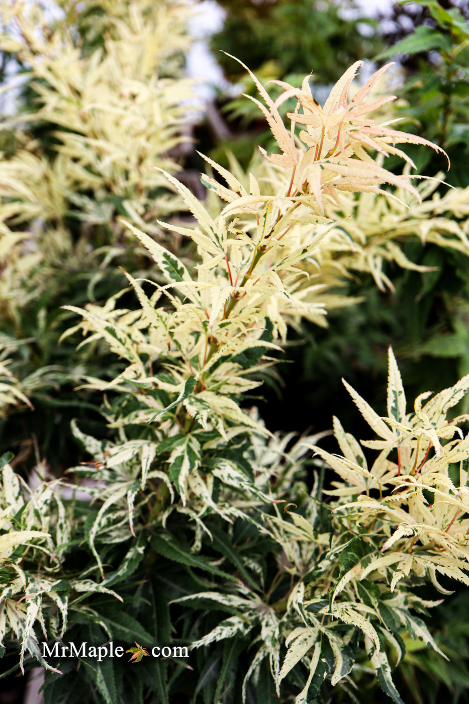 Buy Acer palmatum 'Snow Kitten' Variegated Mikawa Japanese Maple — Mr ...