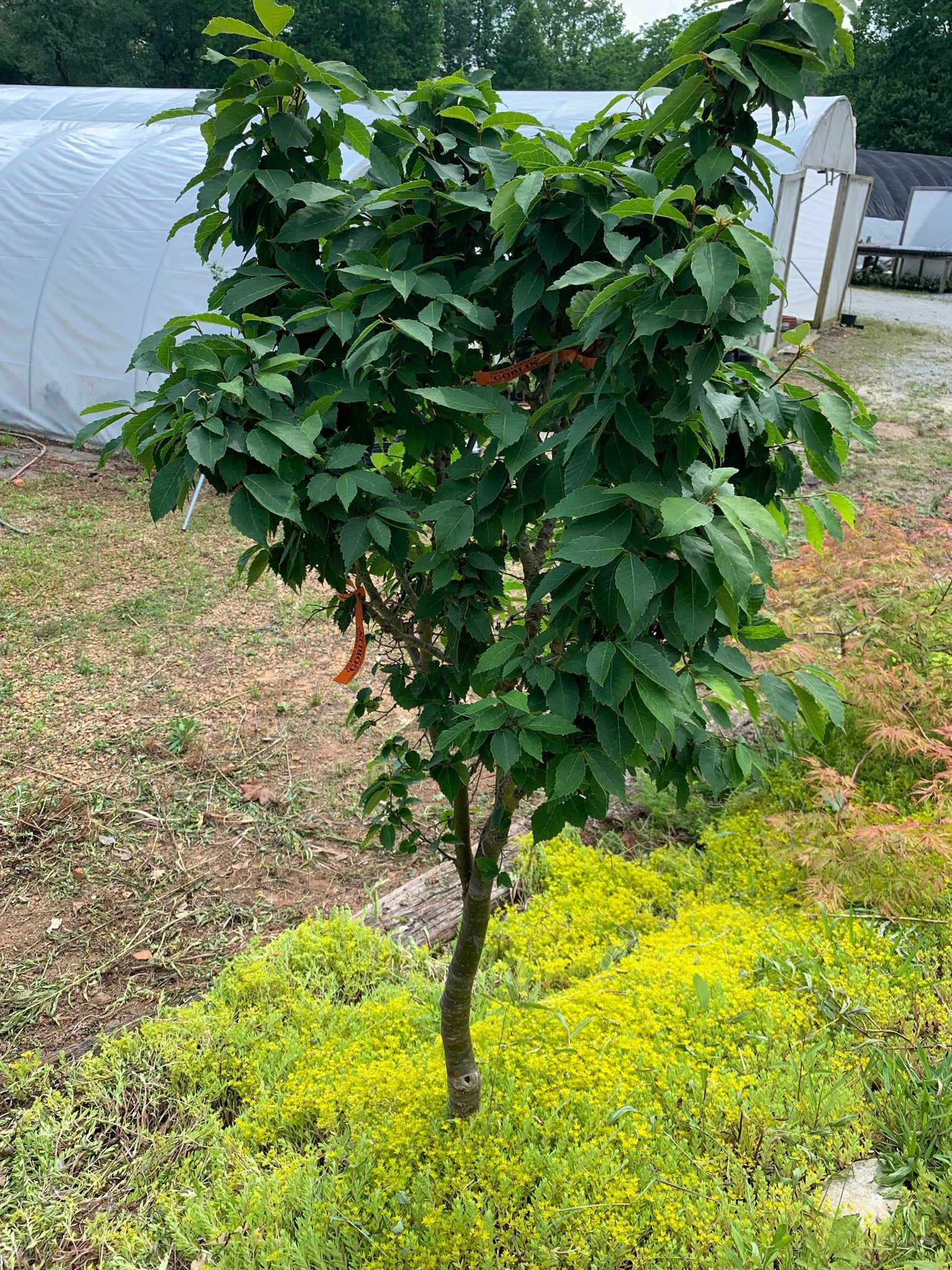 Buy Zelkova serrata 'Goblin' Dwarf Japanese Zelkova — Mr Maple │ Buy ...