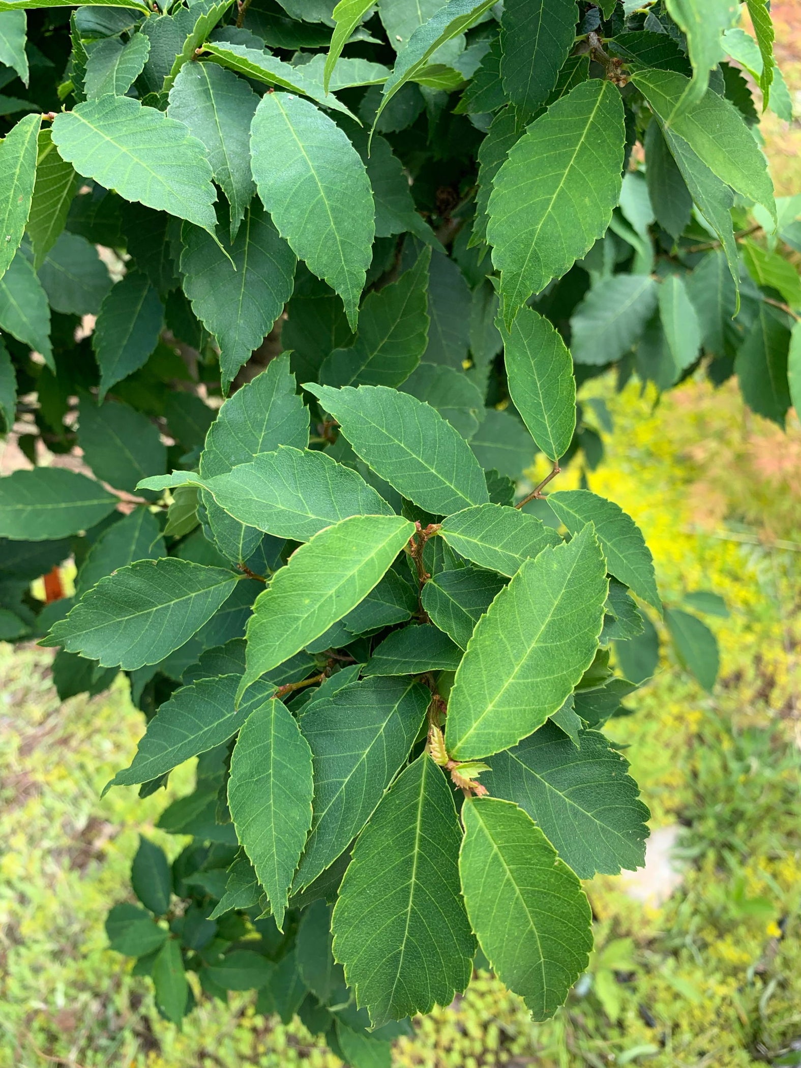 Buy Zelkova serrata 'Goblin' Dwarf Japanese Zelkova — Mr Maple │ Buy ...