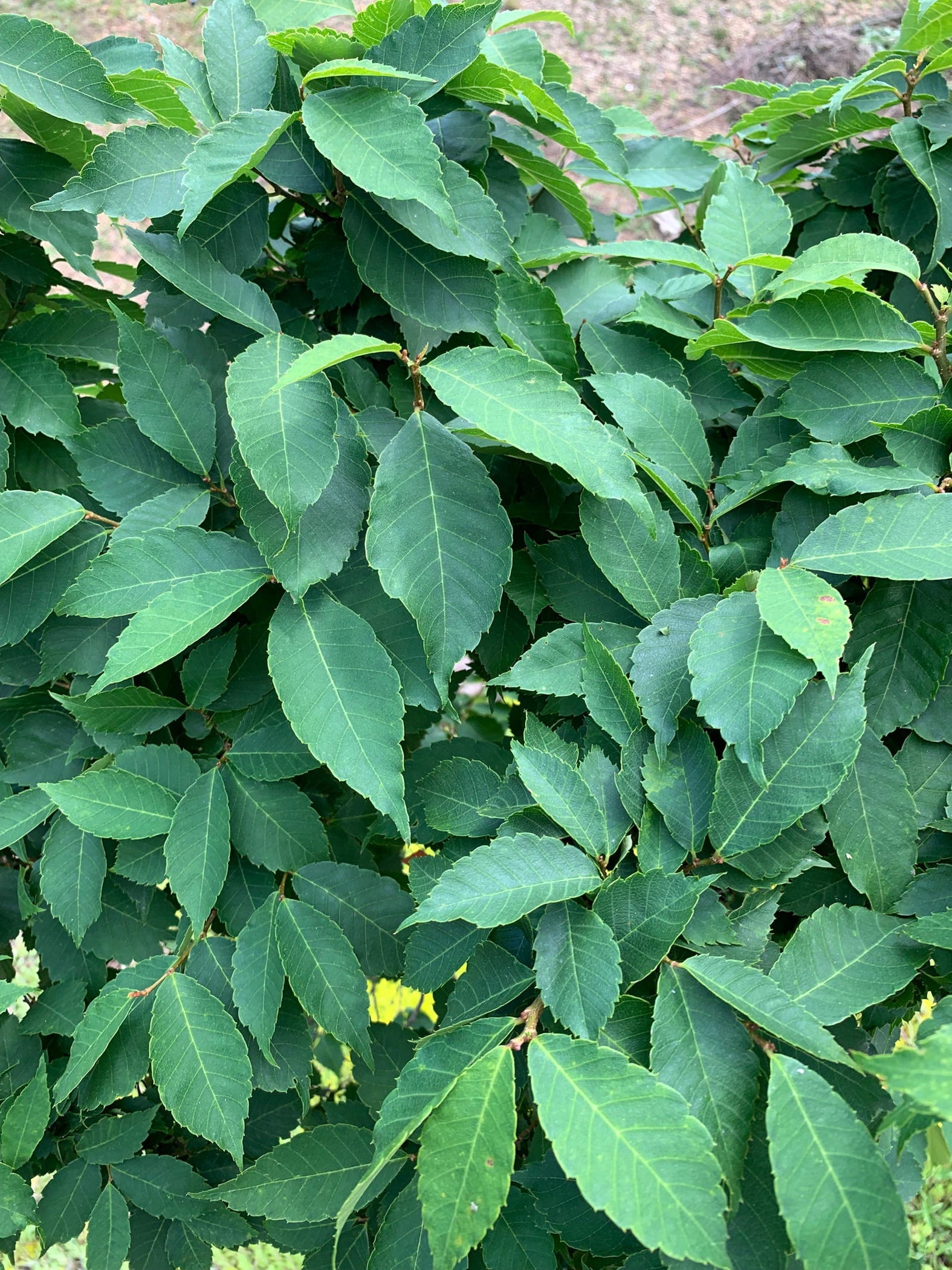 Buy Zelkova serrata 'Goblin' Dwarf Japanese Zelkova — Mr Maple │ Buy ...