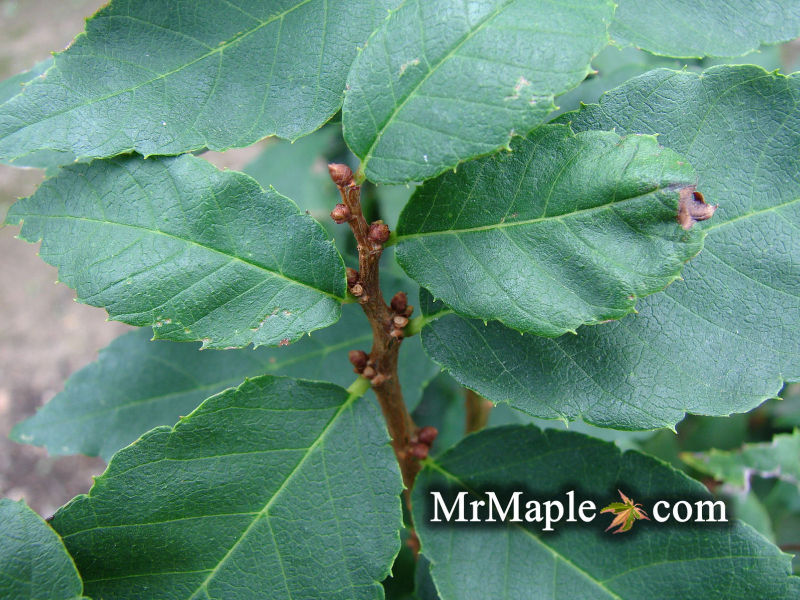 Buy Zelkova serrata 'Goblin' Dwarf Japanese Zelkova — Mr Maple │ Buy ...