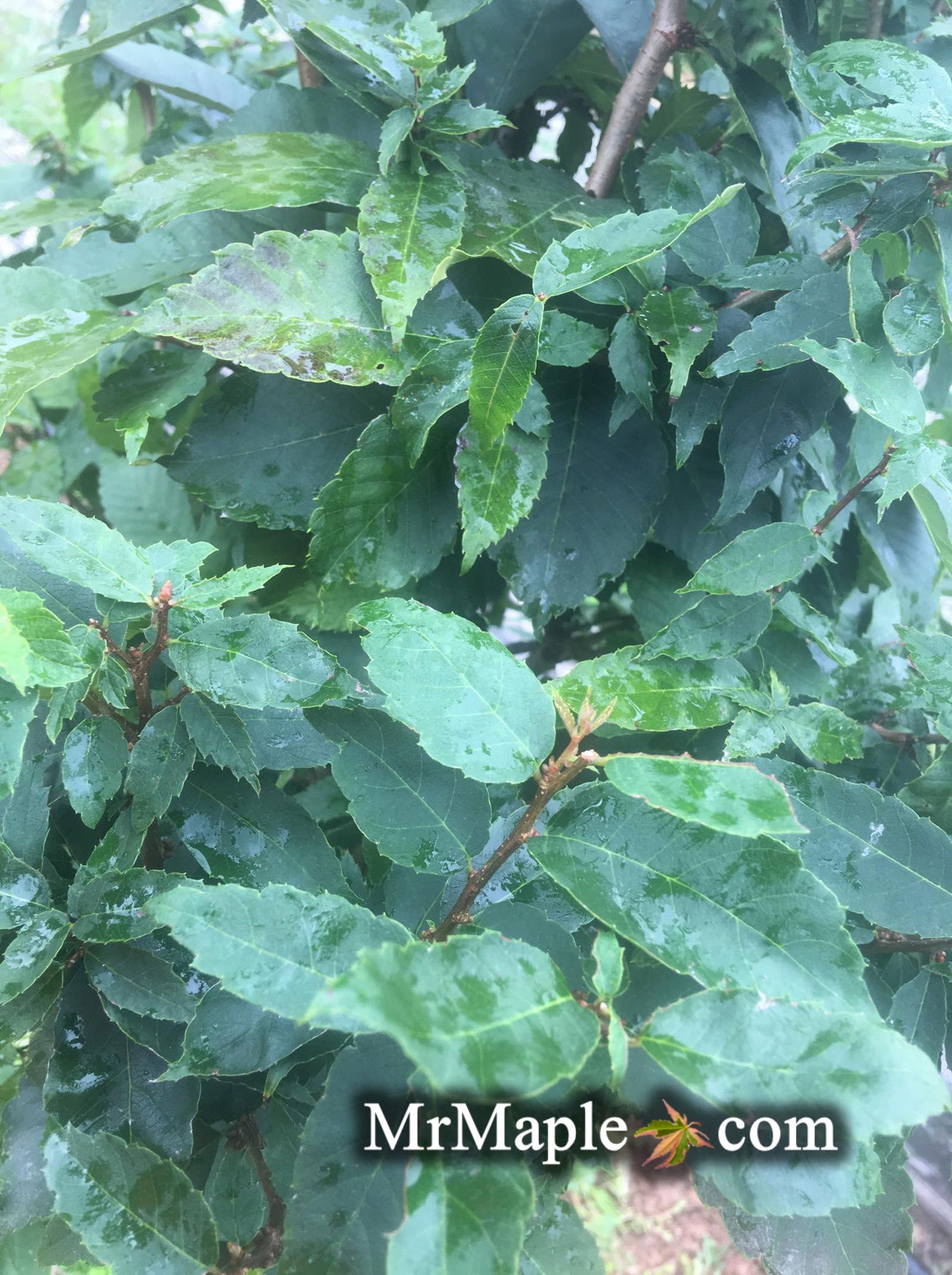Buy Zelkova serrata 'Goblin' Dwarf Japanese Zelkova — Mr Maple │ Buy ...