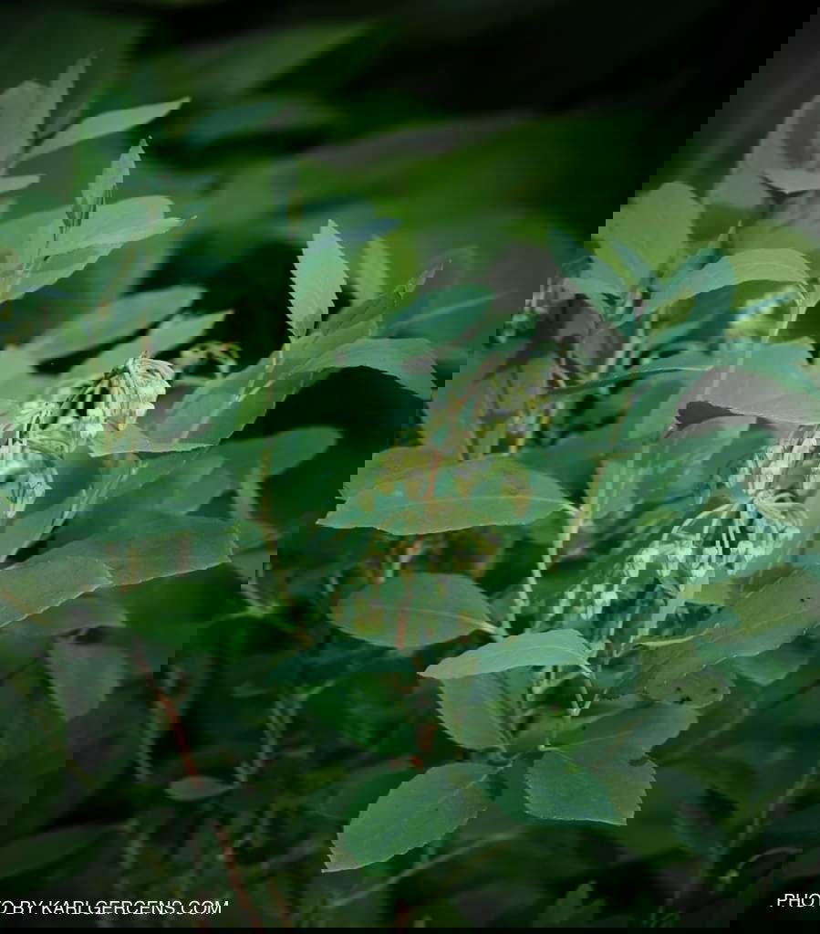 Buy Zenobia pulverulenta 'Woodlander’s Blue' Dusty Honeycup — Mr Maple ...