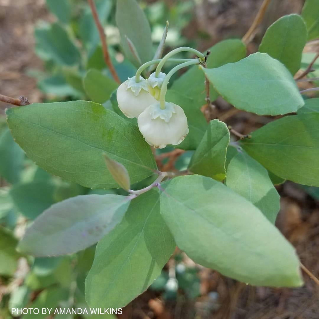 Buy Zenobia pulverulenta 'Woodlander’s Blue' Dusty Honeycup — Mr Maple ...