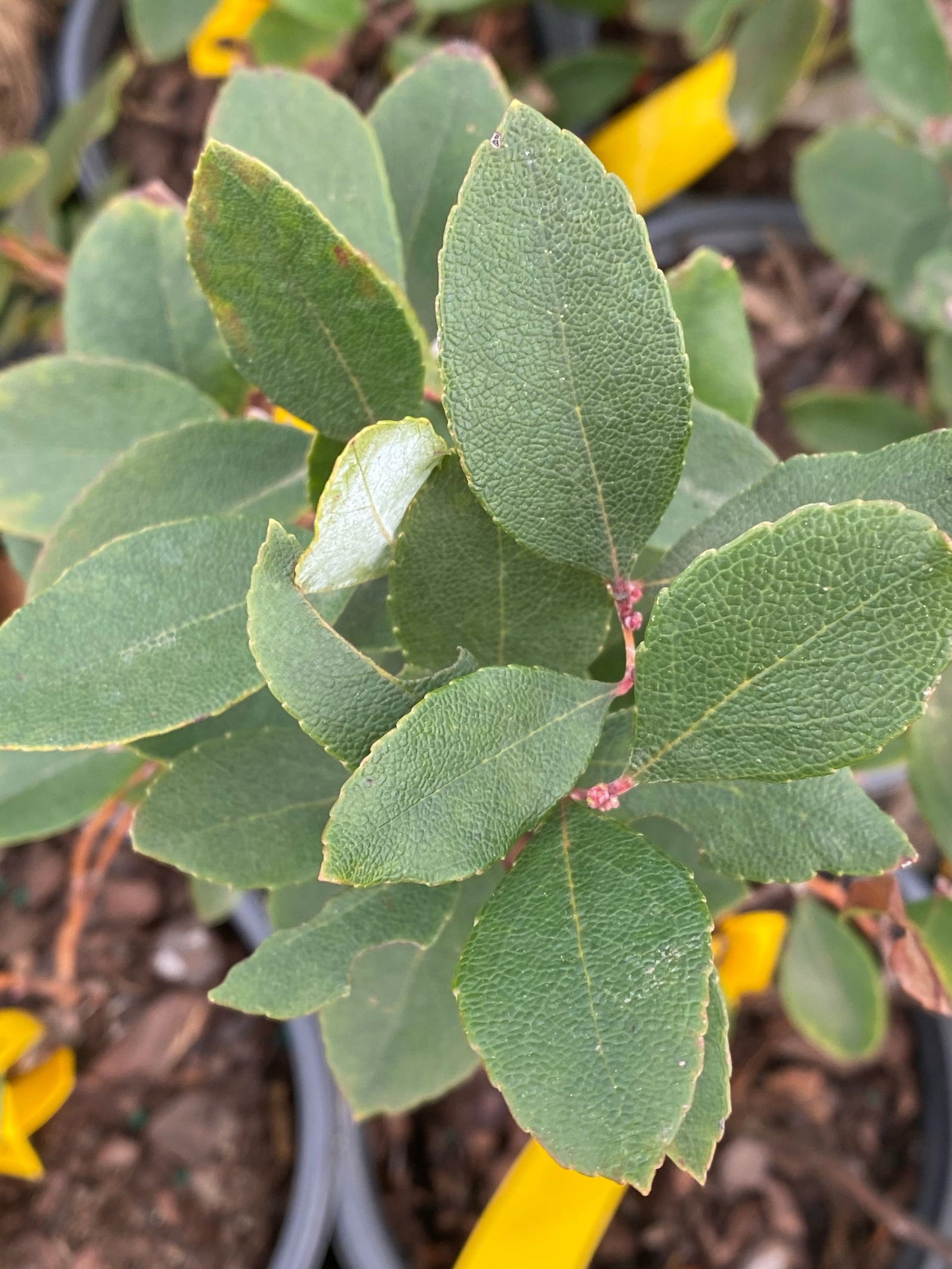 Buy Zenobia pulverulenta 'Woodlander’s Blue' Dusty Honeycup — Mr Maple ...
