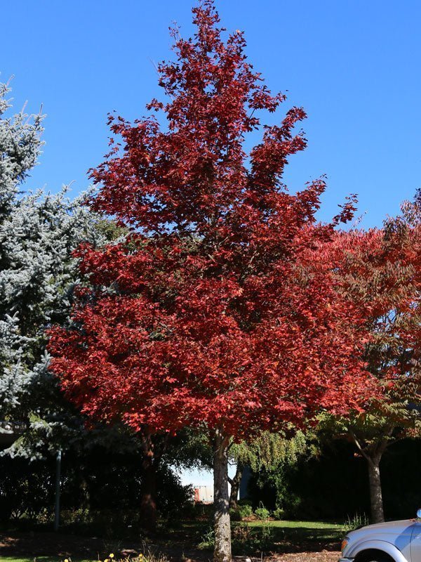 Buy Acer truncatum x 'Crimson Sunset' Shantung Maple — Mr Maple │ Buy Japanese Maple Trees