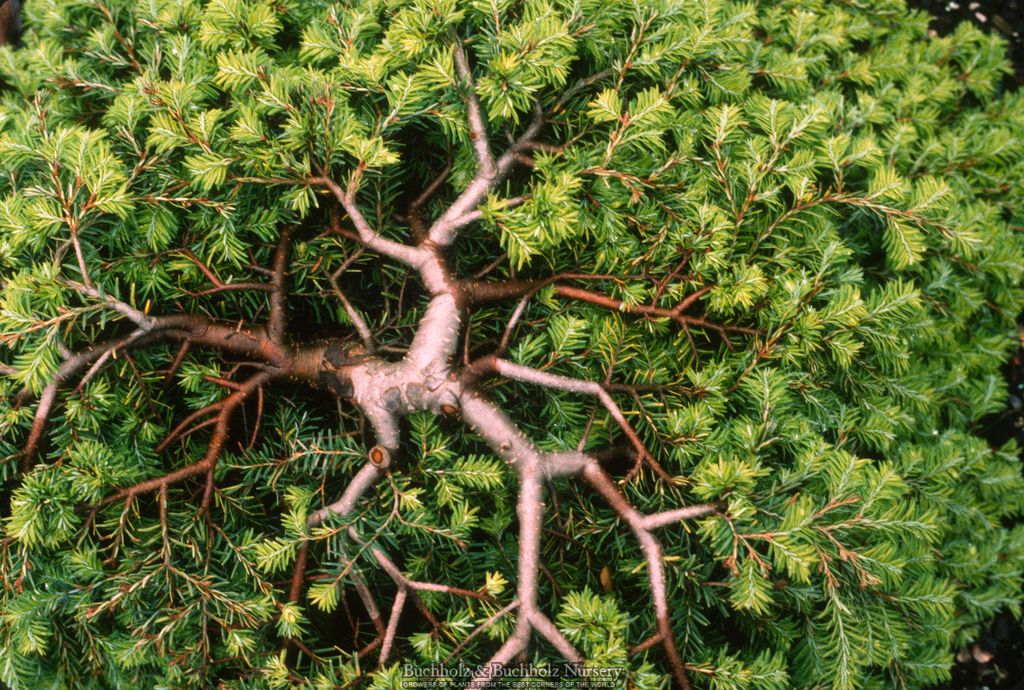 Buy Tsuga canadensis 'Cole's Prostrate' Dwarf Canadian Hemlock — Mr ...