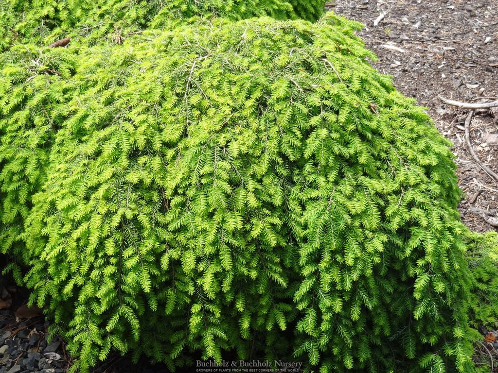 Buy Tsuga canadensis 'Cole's Prostrate' Dwarf Canadian Hemlock — Mr ...