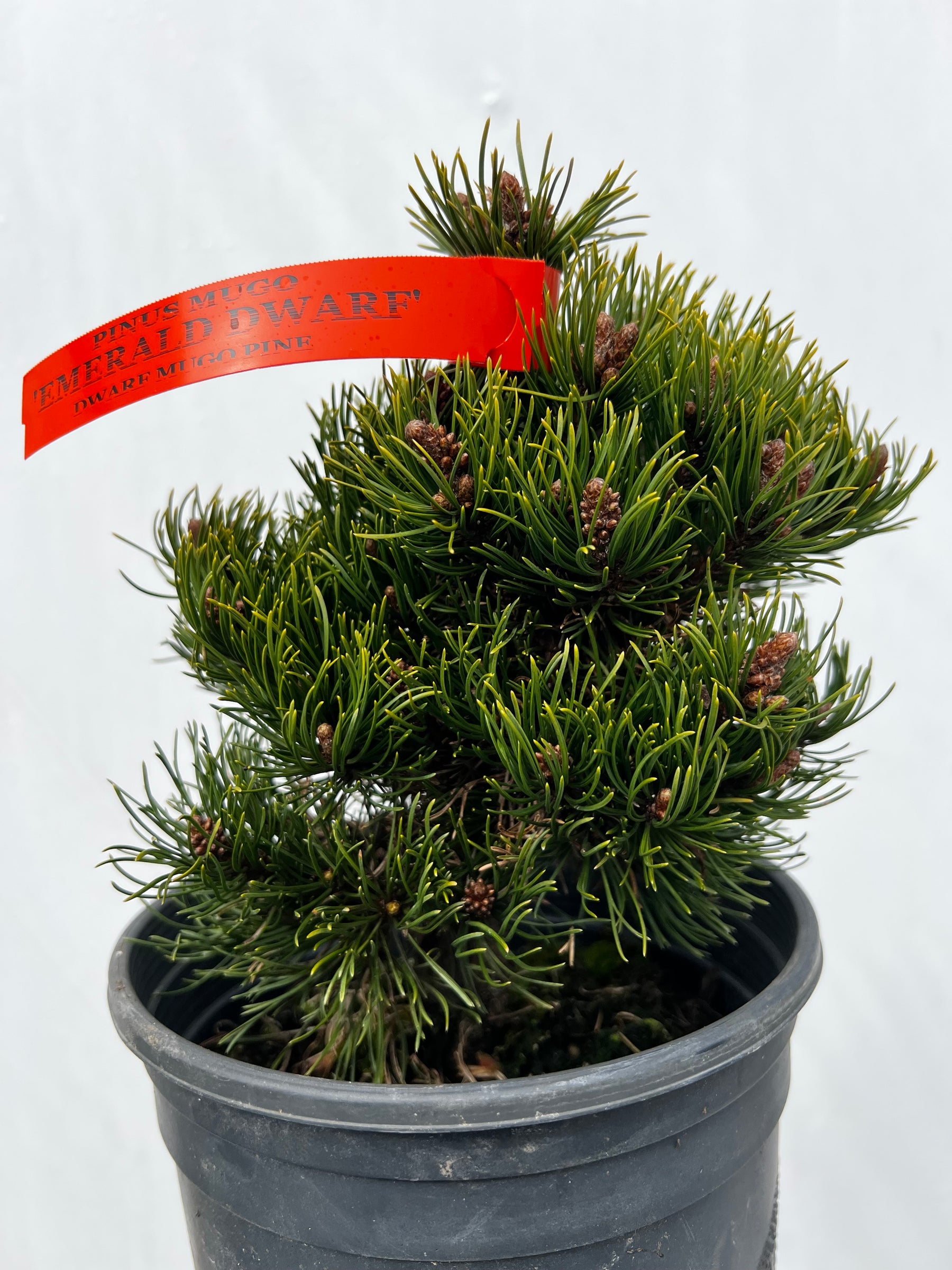 Buy Pinus mugo 'Emerald Dwarf' Pine Tree — Mr Maple │ Buy Japanese ...