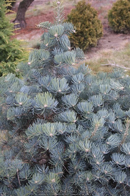 Buy Abies concolor 'Glauca Compacta' Blue Compact White Fir — Mr Maple ...