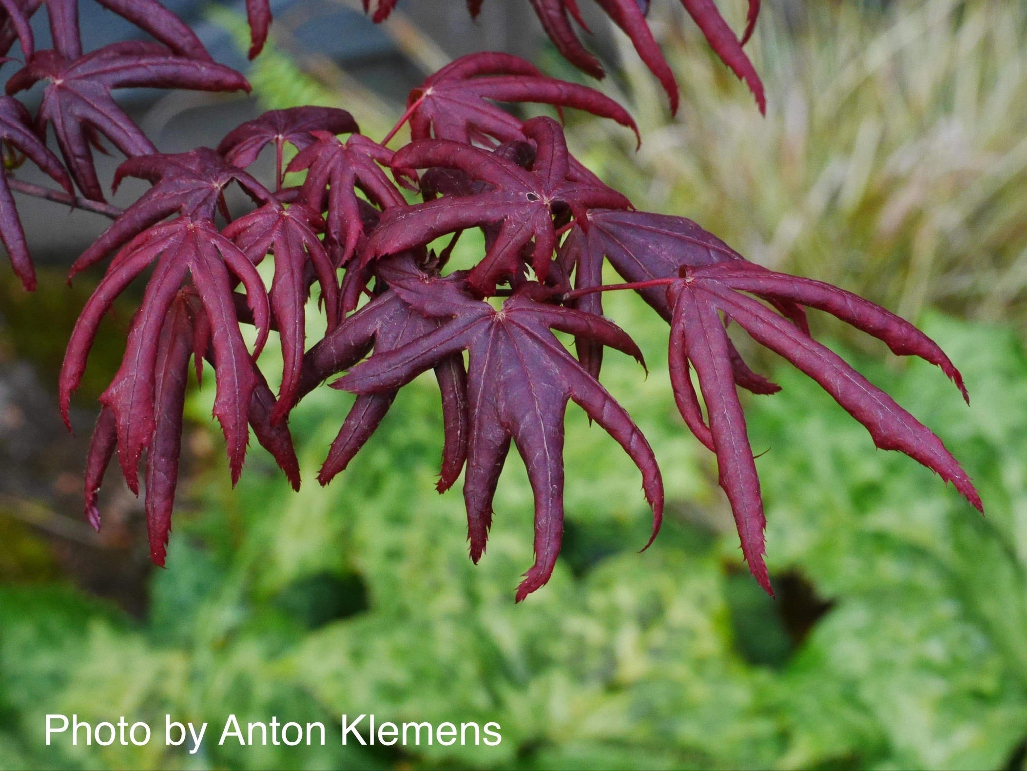 Buy Acer palmatum 'Peve Starfish' Japanese Maple — Mr Maple │ Buy Japanese Maple Trees