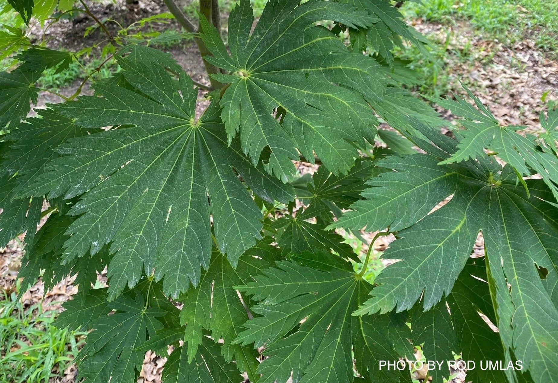 FOR PICKUP ONLY | Acer japonicum ‘Rising Sun’ Japanese Maple | DOES NO ...